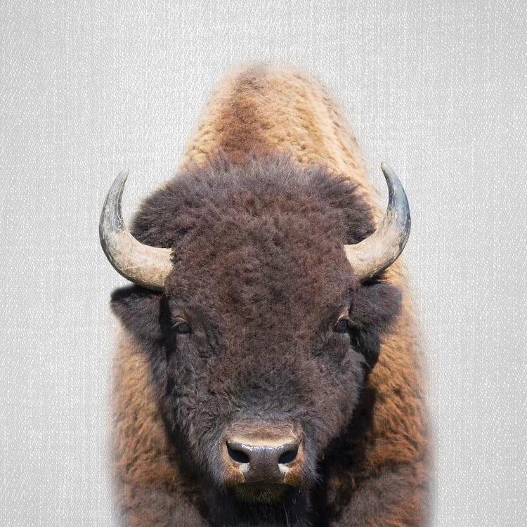 Buffalo Canvas Wall Art by Gal Design | iCanvas