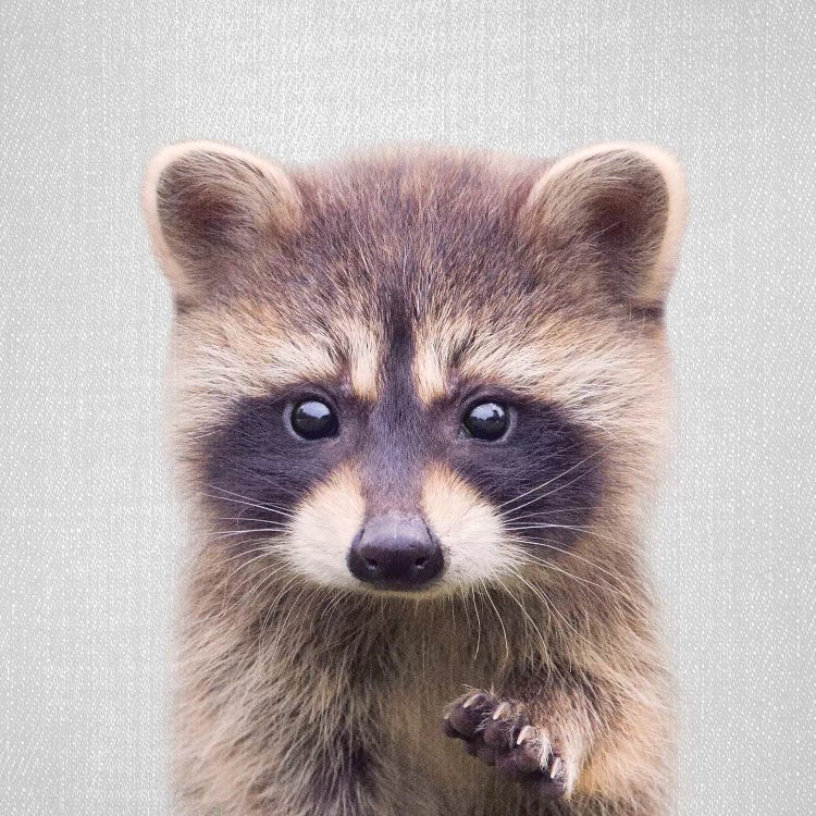 Tangled Raccoon Canvas Wall Art by Angelika Parker | iCanvas