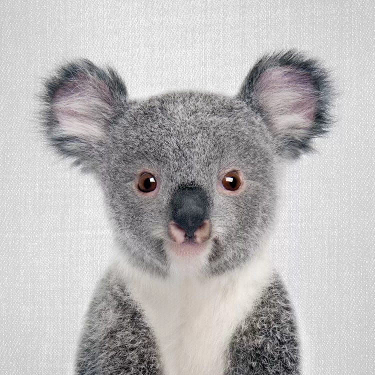Baby Koala Canvas Wall Art by Gal Design | iCanvas