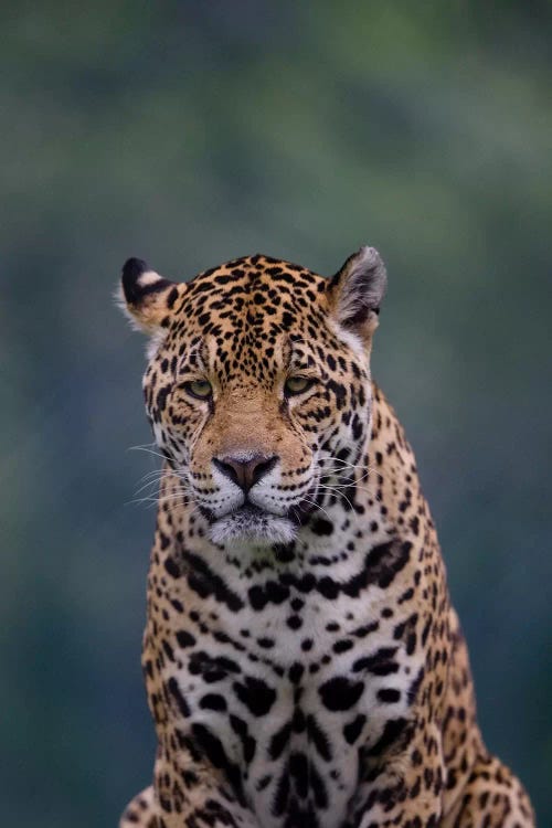 Smiling Jaguar Canvas Wall Art by Goran Anastasovski | iCanvas