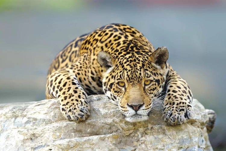 Smiling Jaguar Canvas Wall Art by Goran Anastasovski | iCanvas