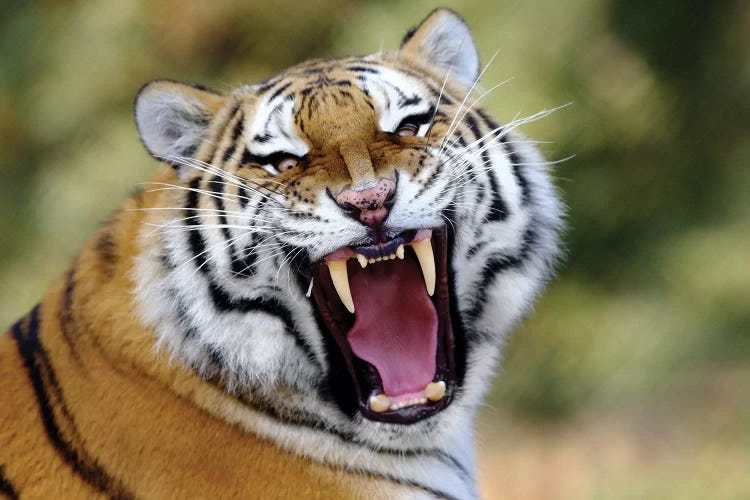 Tiger Roar Canvas Wall Art by Goran Anastasovski | iCanvas