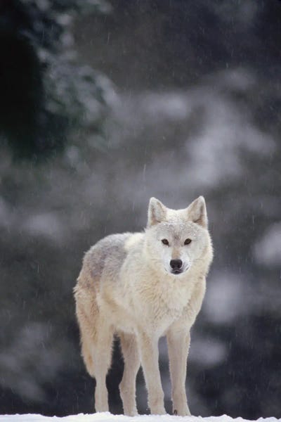 Female White Wolf