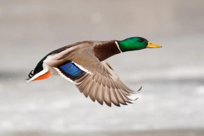 Mallards Flying