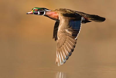 Wood Ducks In Flight