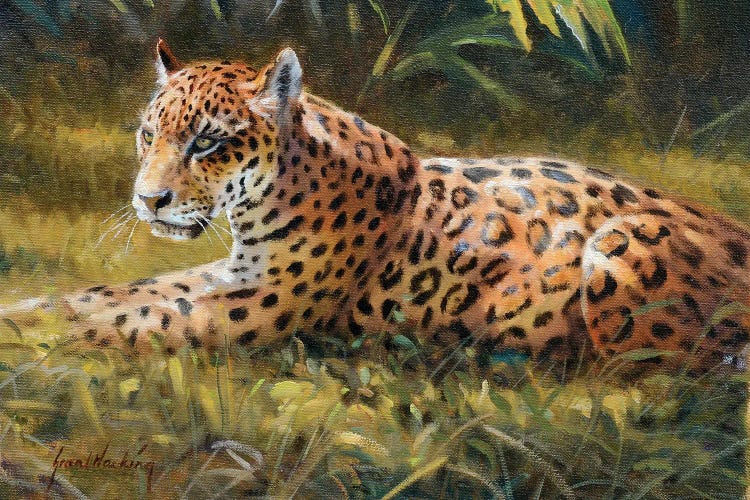 Smiling Jaguar Canvas Wall Art by Goran Anastasovski | iCanvas