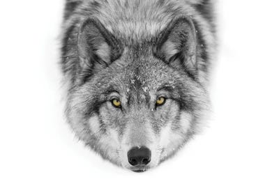 Black Timber Wolf Face