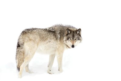 Canadian Timber Wolf Size