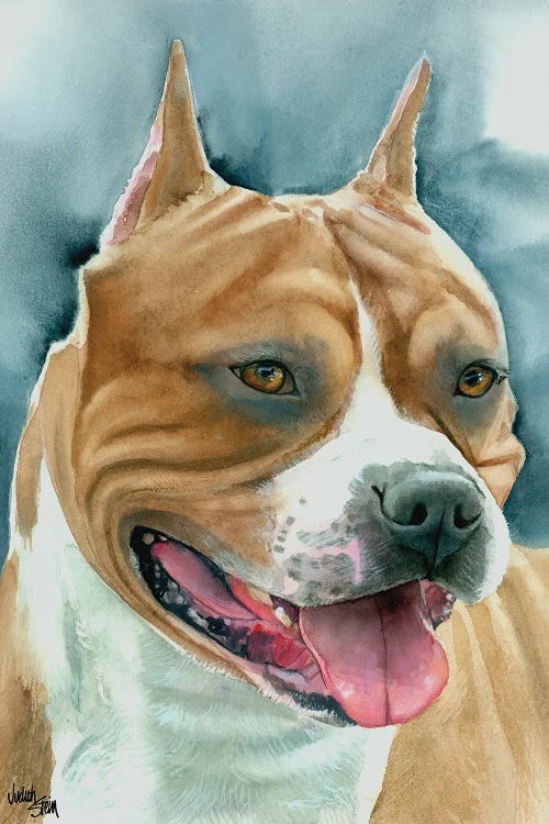Staffy - American Staffordshire Dog C - Canvas Wall Art | Judith Stein