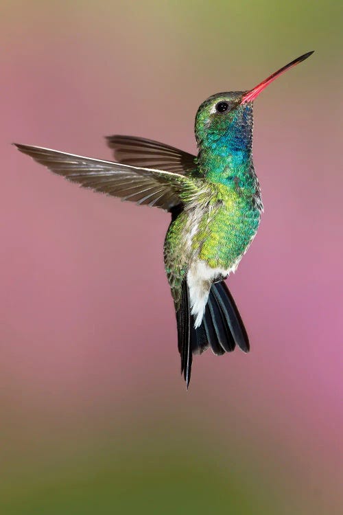 Hummingbird Pose Canvas Wall Art by Janet Fikar | iCanvas