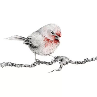 Pencil Drawing & Illustration Greenfinch Bird Wall Art Nature Decor ...