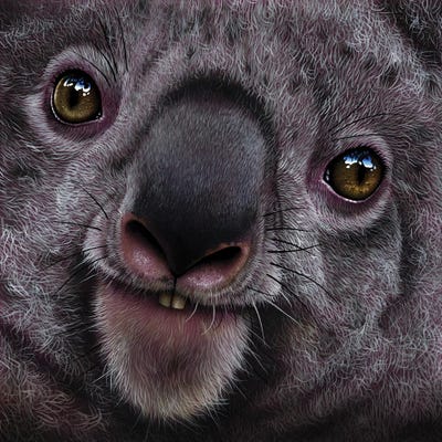 Scary Koala