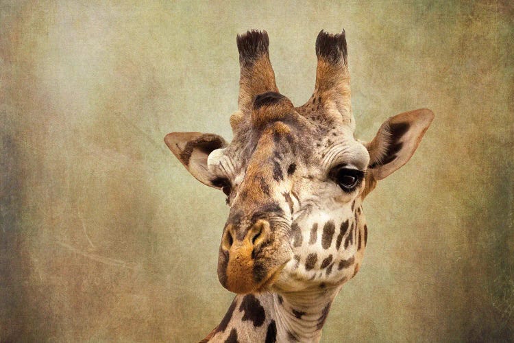 Giraffe Portrait With Textured Background - Canvas Wall Art | Jane Rix
