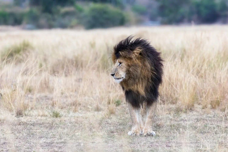 Scar The Lion, Masai Mara Canvas Wall Art by Jane Rix | iCanvas
