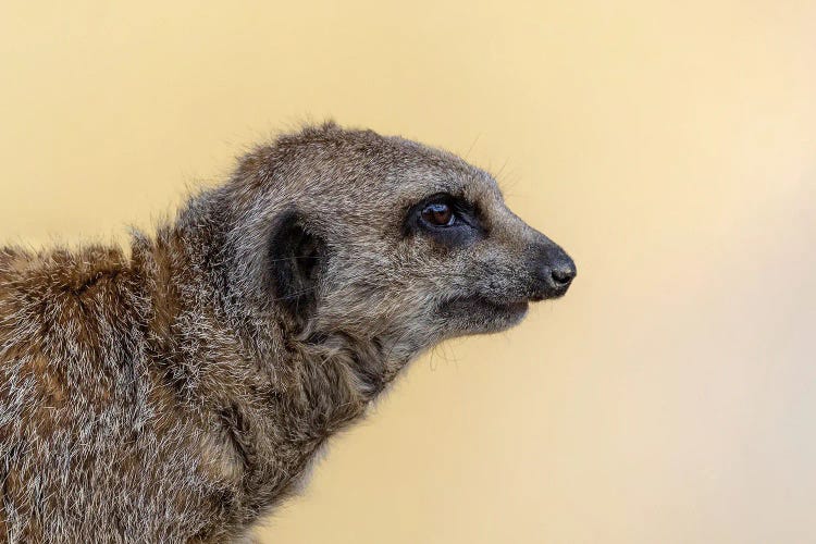 Meerkat Side Profile Canvas Wall Art by Jane Rix | iCanvas