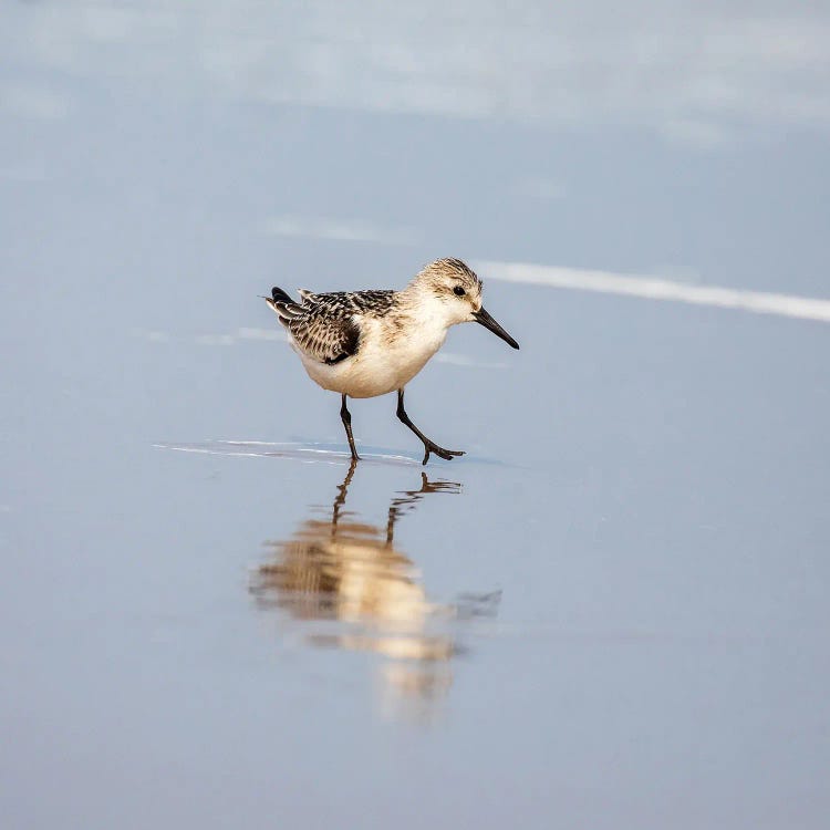 Sanderling Reflected Canvas Wall Art by Jane Rix | iCanvas
