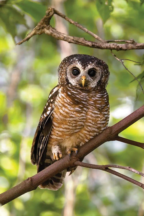 African Wood Owl Closeup Canvas Wall Art by Jane Rix | iCanvas