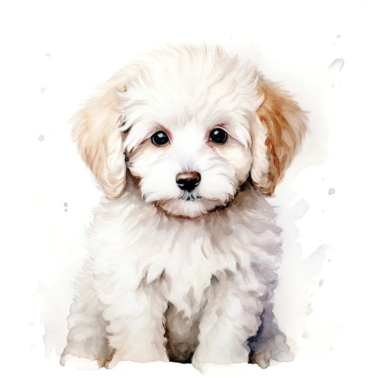 Bichon Frise Watercolour Canvas Wall Art by Jane Rix | iCanvas
