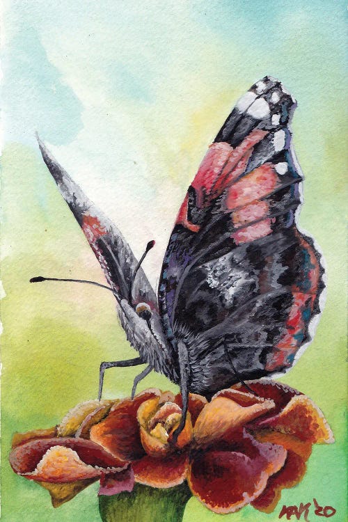 Butterfly Canvas Wall Art by Olga Tchefranov | iCanvas