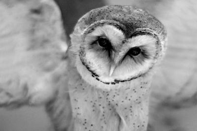 Owl Black And White Photography
