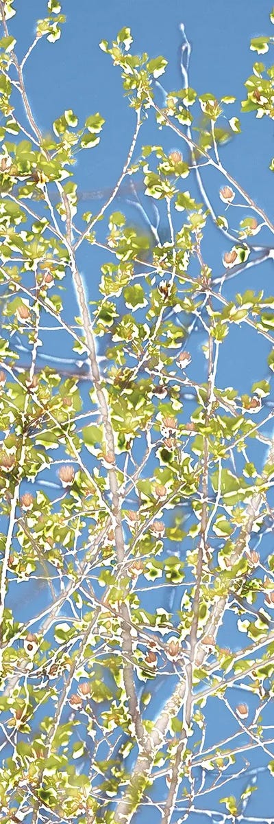 Poplar Tree Art: Canvas Prints & Wall Art | iCanvas
