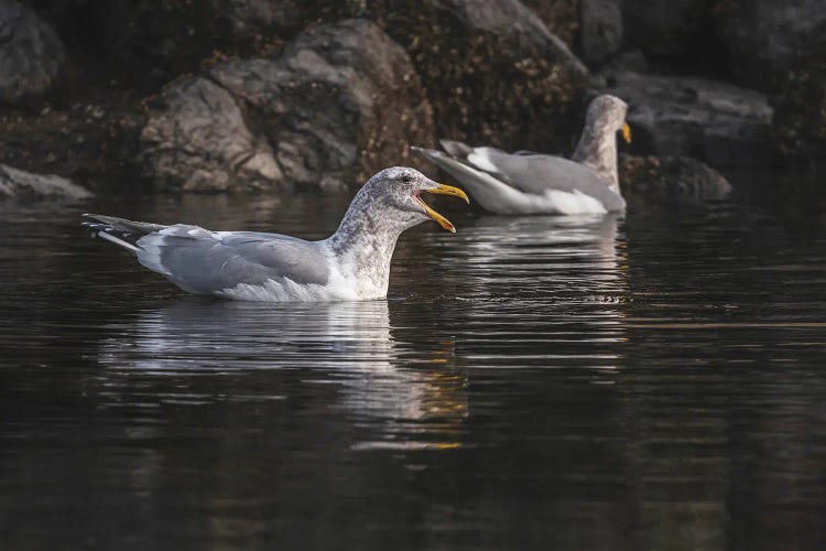 Talking Seagull Canvas Wall Art by Louis Ruth | iCanvas
