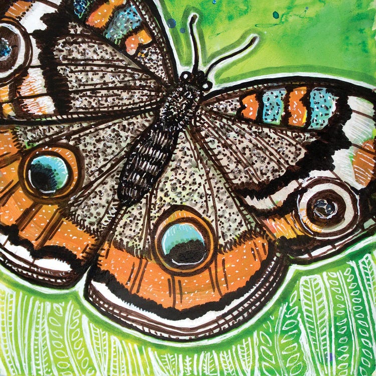 Common Buckeye Canvas Wall Art by Lynnette Shelley | iCanvas