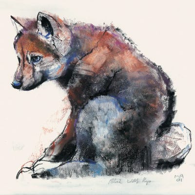 Wolf Pup Playing Drawing