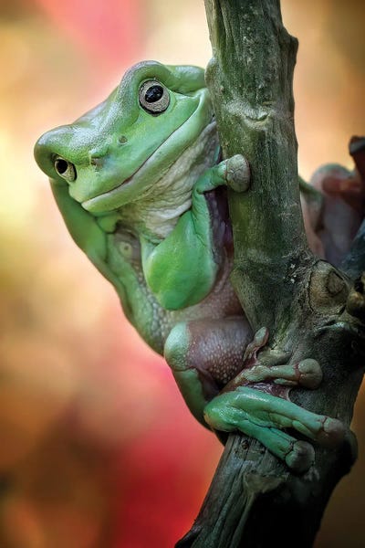 Cute Tree Frogs