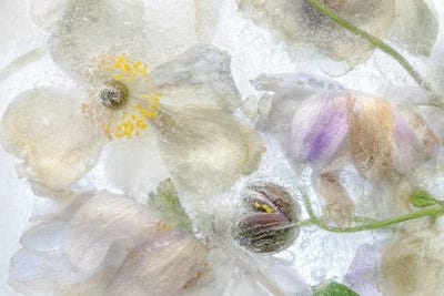 Tastes Of Summer Canvas Wall Art by Mandy Disher | iCanvas