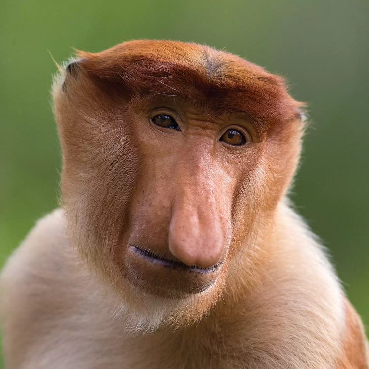 Proboscis Monkey The Bachelor Canvas - Canvas Wall Art | Mogens Trolle