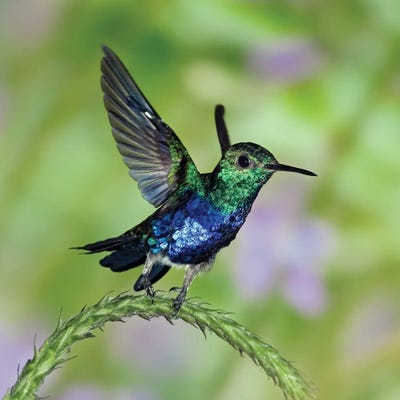 Blue Hummingbird In Flight