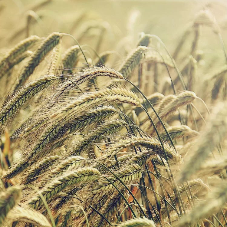 Wheat Canvas Wall Art by MScottPhotography | iCanvas