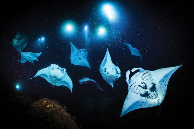 Dancing Manta Ray Canvas Wall Art by Jordan Robins | iCanvas