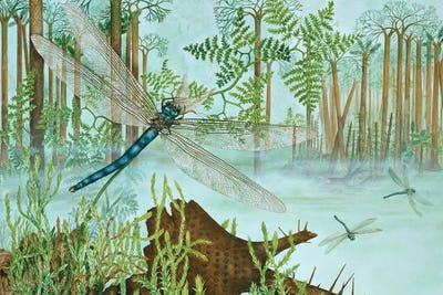 Carboniferous Dragonfly