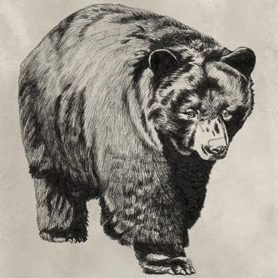 Bear Pencil Drawing