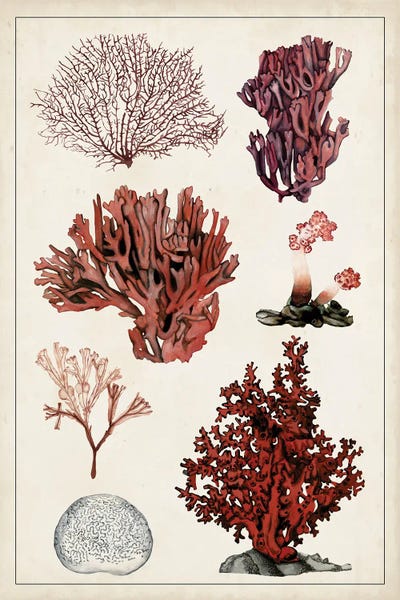 Sea Coral Print