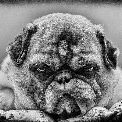 Humor Art: Funny Canvas Prints & Wall Art | iCanvas