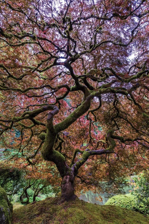 Japanese Maple Tree Canvas Wall Art by Mike Centioli | iCanvas