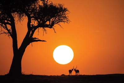 African Sunsets With Animals