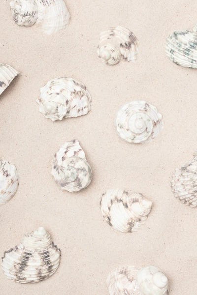 Shells III Canvas Print by 1x Studio II | iCanvas