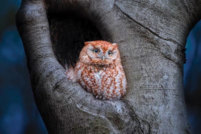 Eastern Screech Owl Flying