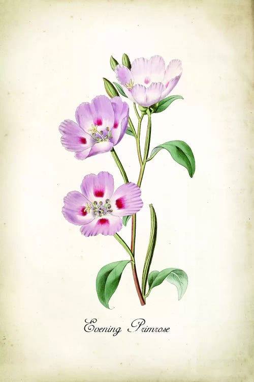 Evening Primrose Canvas Wall Art by PatentPrintStore | iCanvas