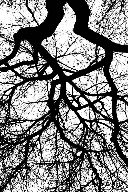 Stark Contrast III Canvas Wall Art by Mark Paulda | iCanvas