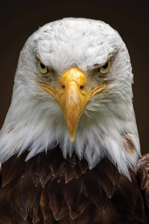 Bald Eagle Canvas Wall Art by Steve Toole | iCanvas