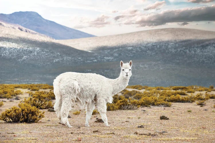Winking Alpaca in Black And White Ca - Canvas Wall Art | Susan Vizvary