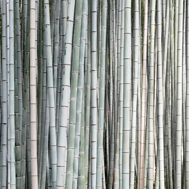 Bamboos II Canvas Wall Art by Philippe Hugonnard | iCanvas