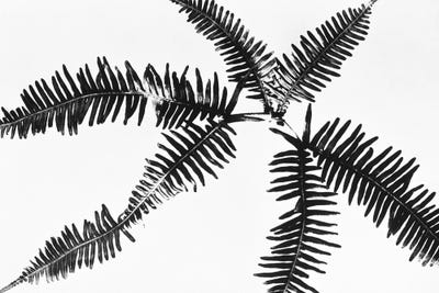 Fern Leaves Canvas Wall Art | iCanvas