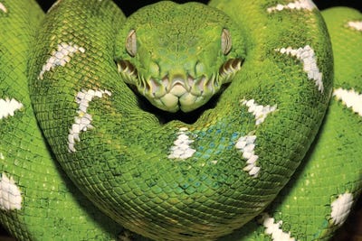 Green Tree Boa