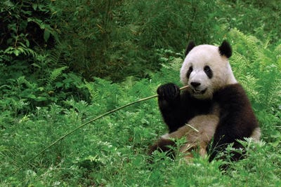 Panda Sitting